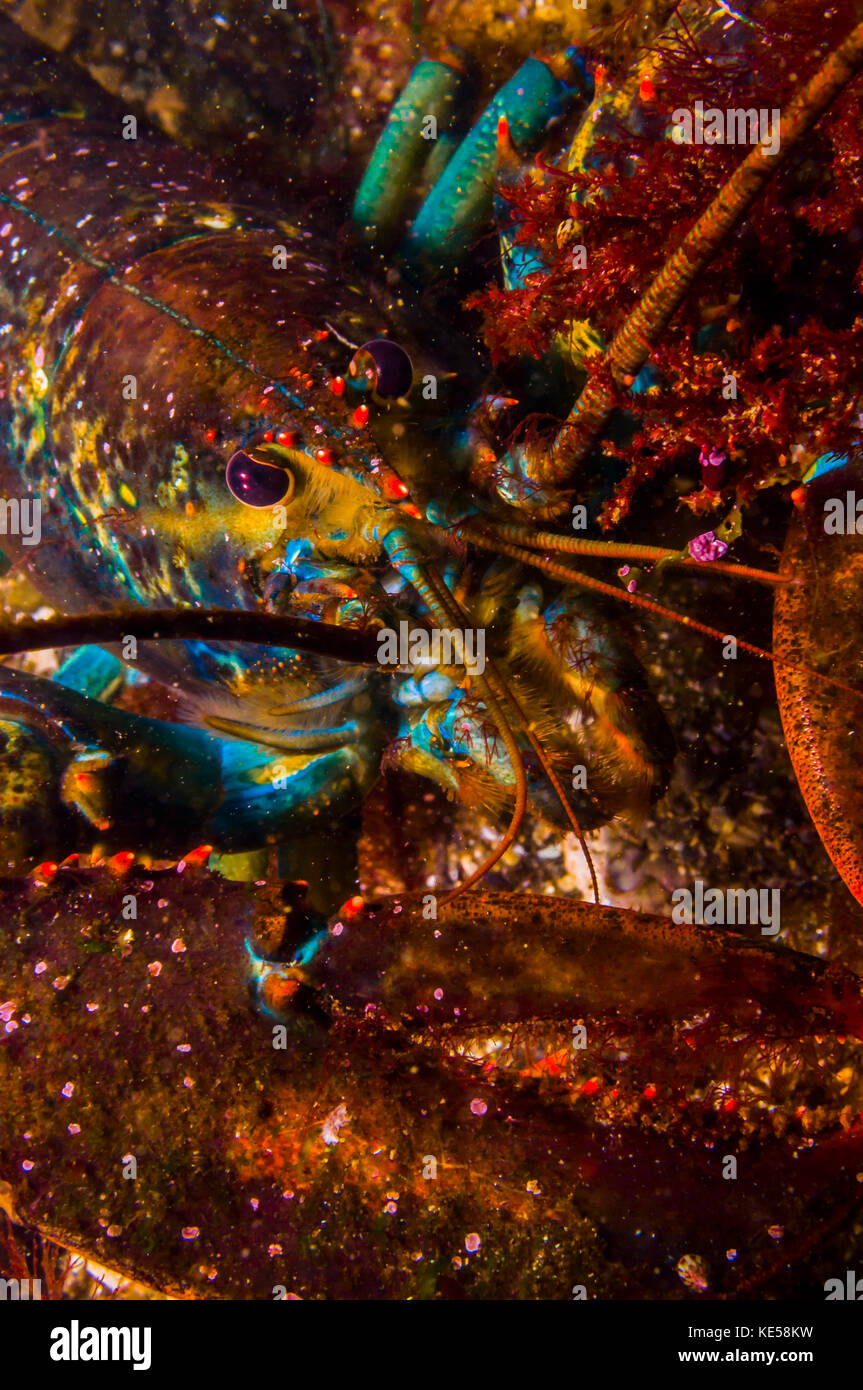 Nephropidae hi-res stock photography and images - Alamy