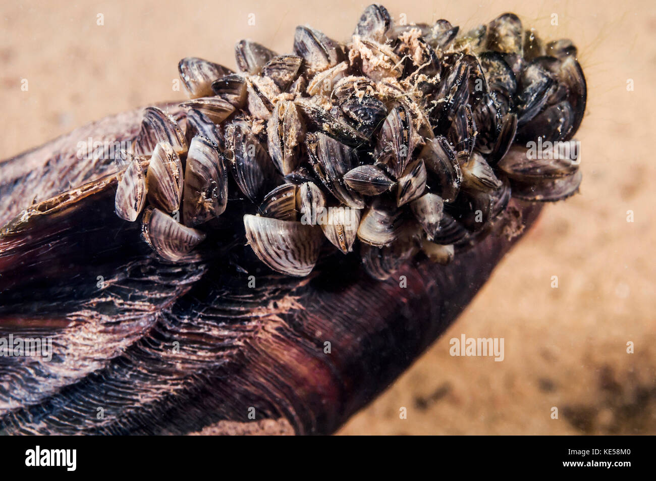 Zebra mussels hi-res stock photography and images - Alamy