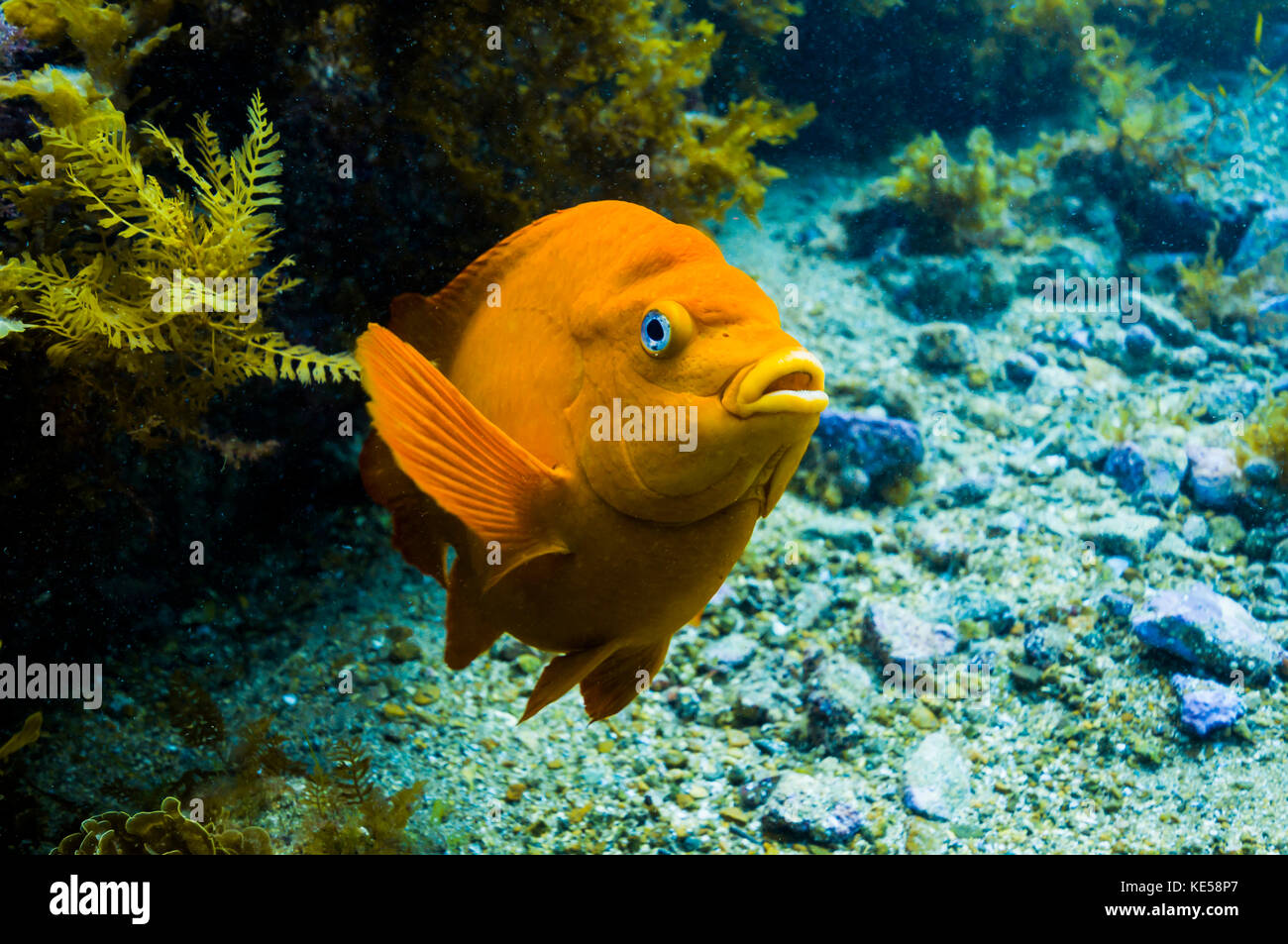 Garibaldi rises from the seafloor, Catalina Island, California Stock ...