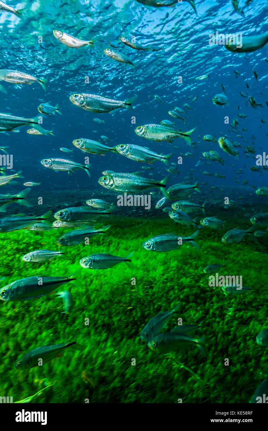 Balmorhea State Park High Resolution Stock Photography and Images - Alamy