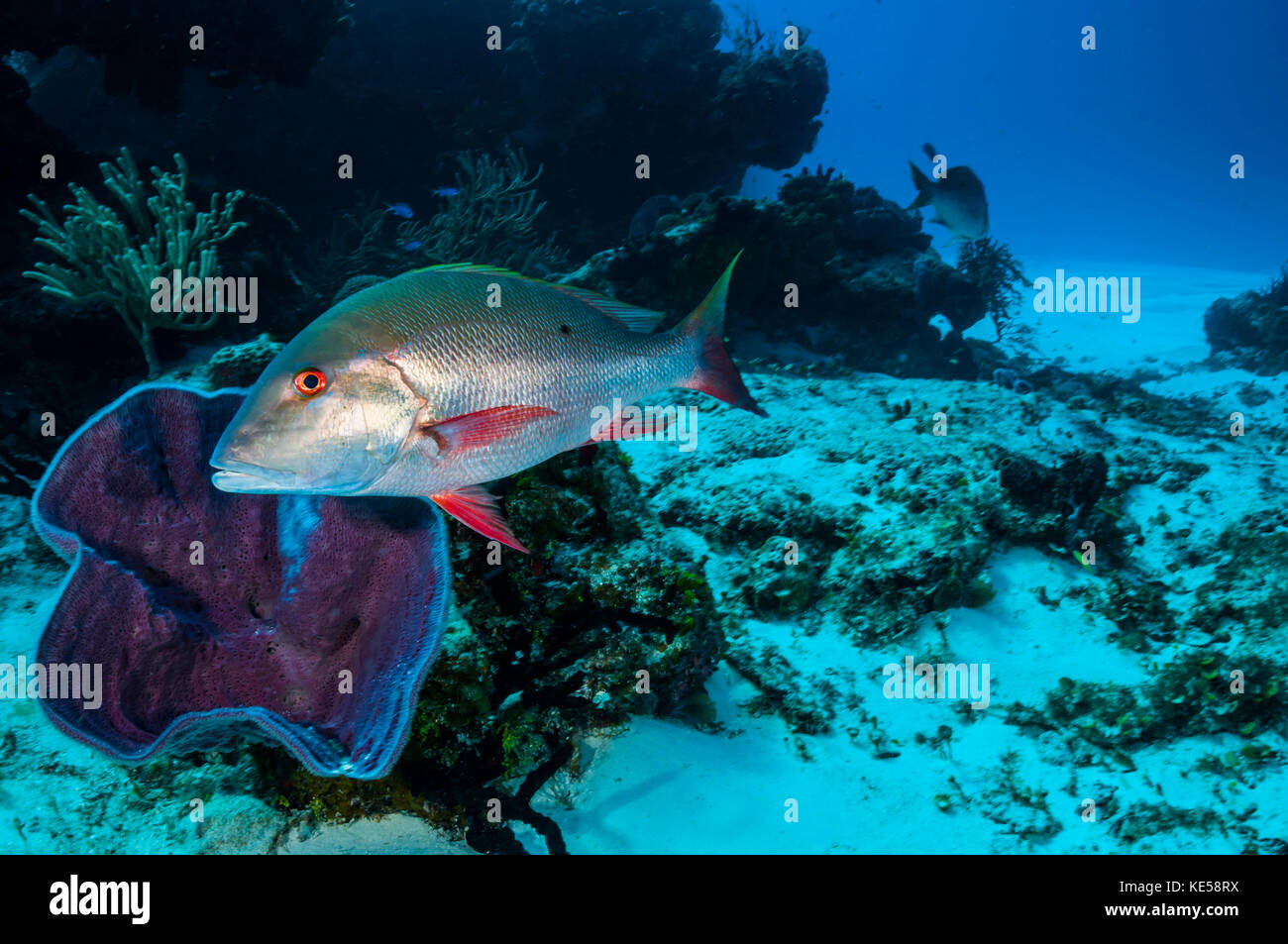 Red snapper fish caribbean hi-res stock photography and images - Alamy