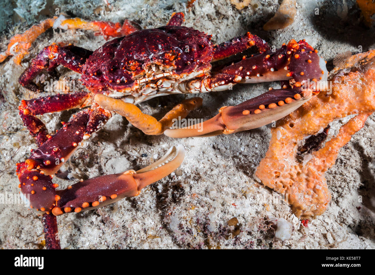 Channel clinging crab hiding inside a cave in Cozumel, Mexico Stock ...