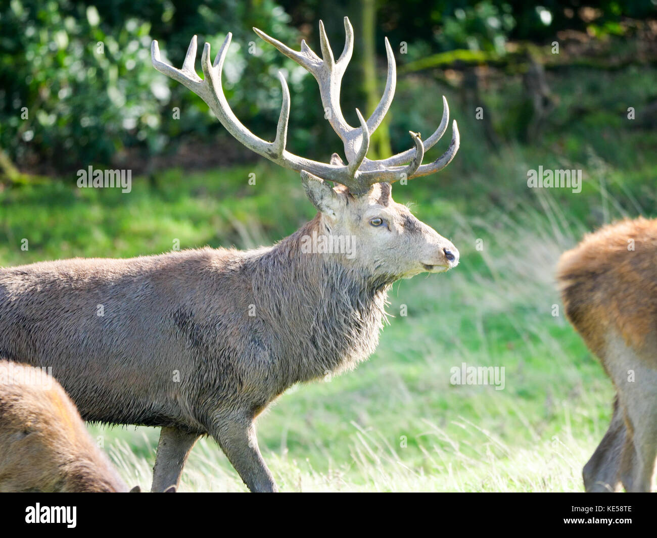 A male red deer, stag (Cervus elaphus) at Lyme Park in Disley, Cheshire ...