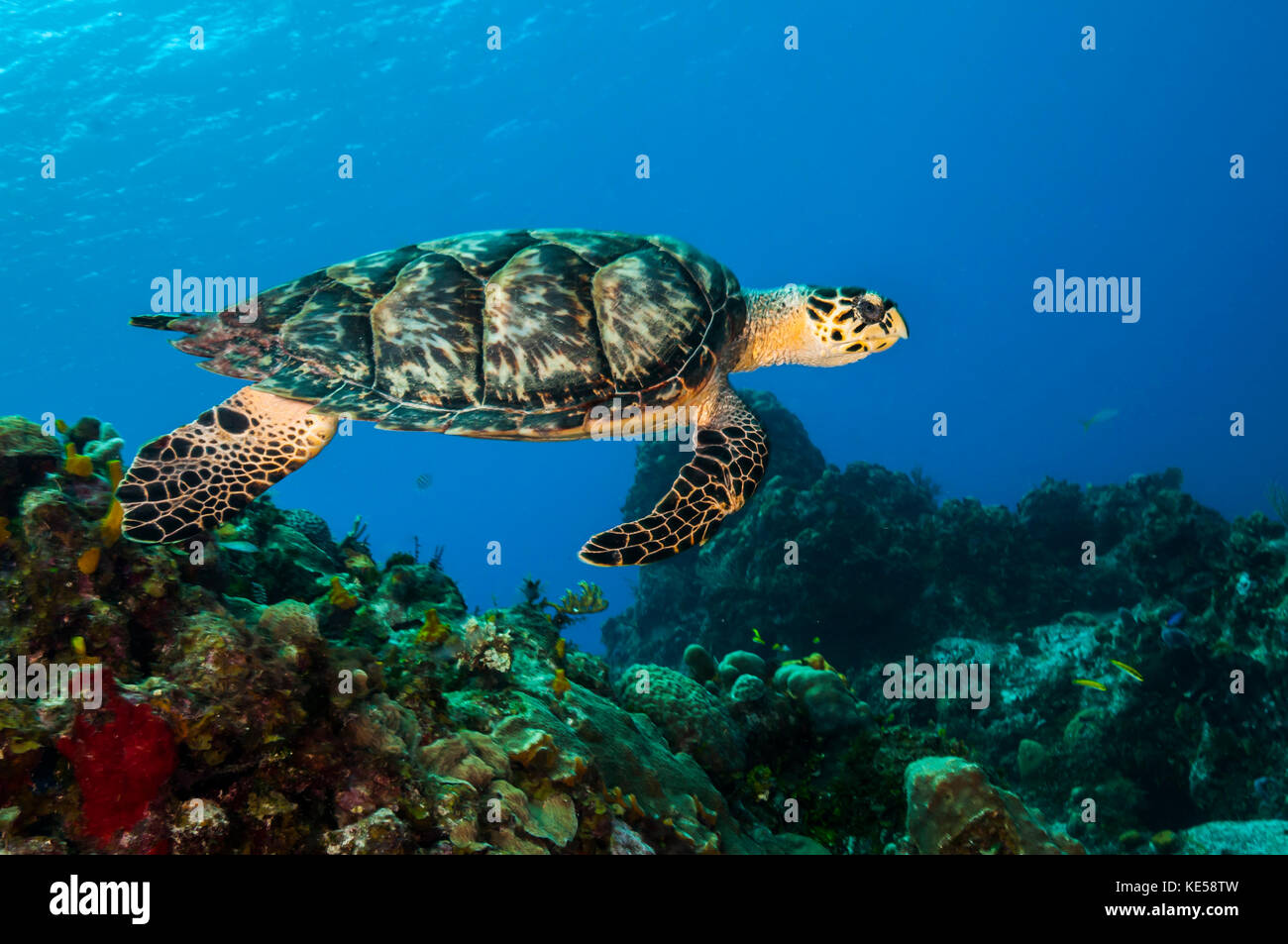 Hawksbille sea turtles search for food on the coral reefs in Mexico ...
