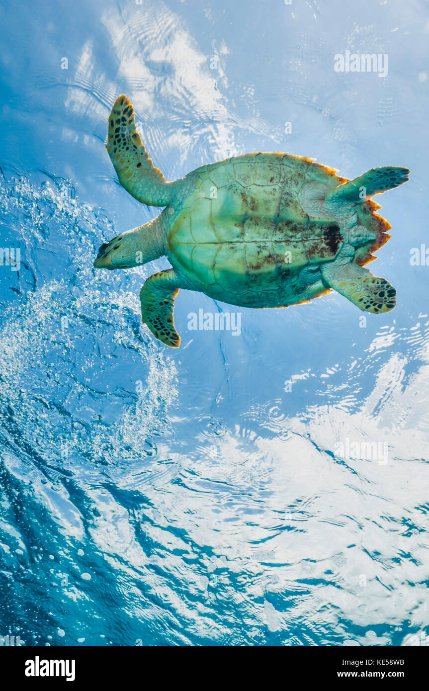 Turtle underwater mexico hi-res stock photography and images - Alamy