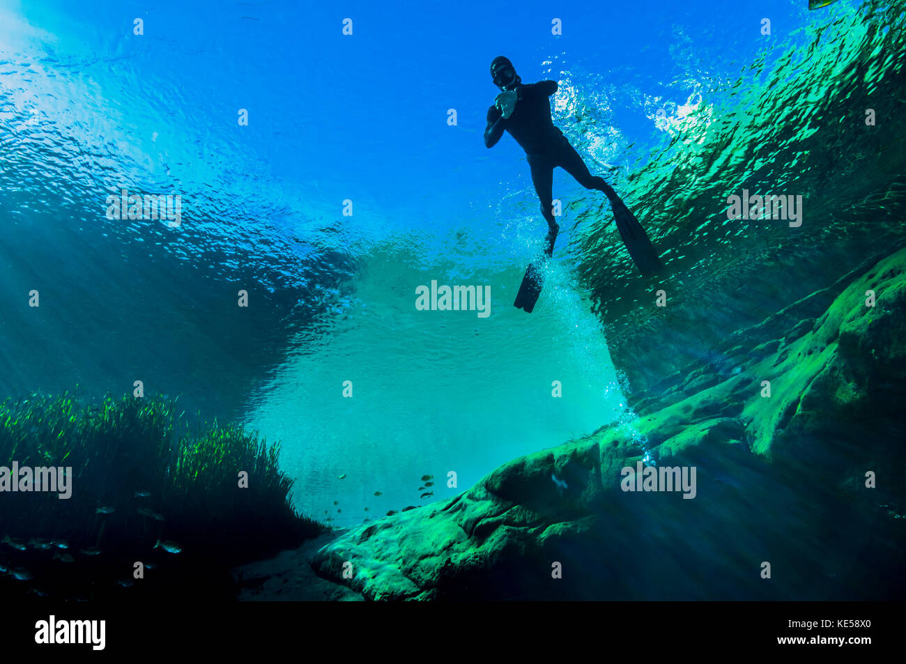 Freediver at Jackson Blue Springs in Marianna, Florida Stock Photo - Alamy