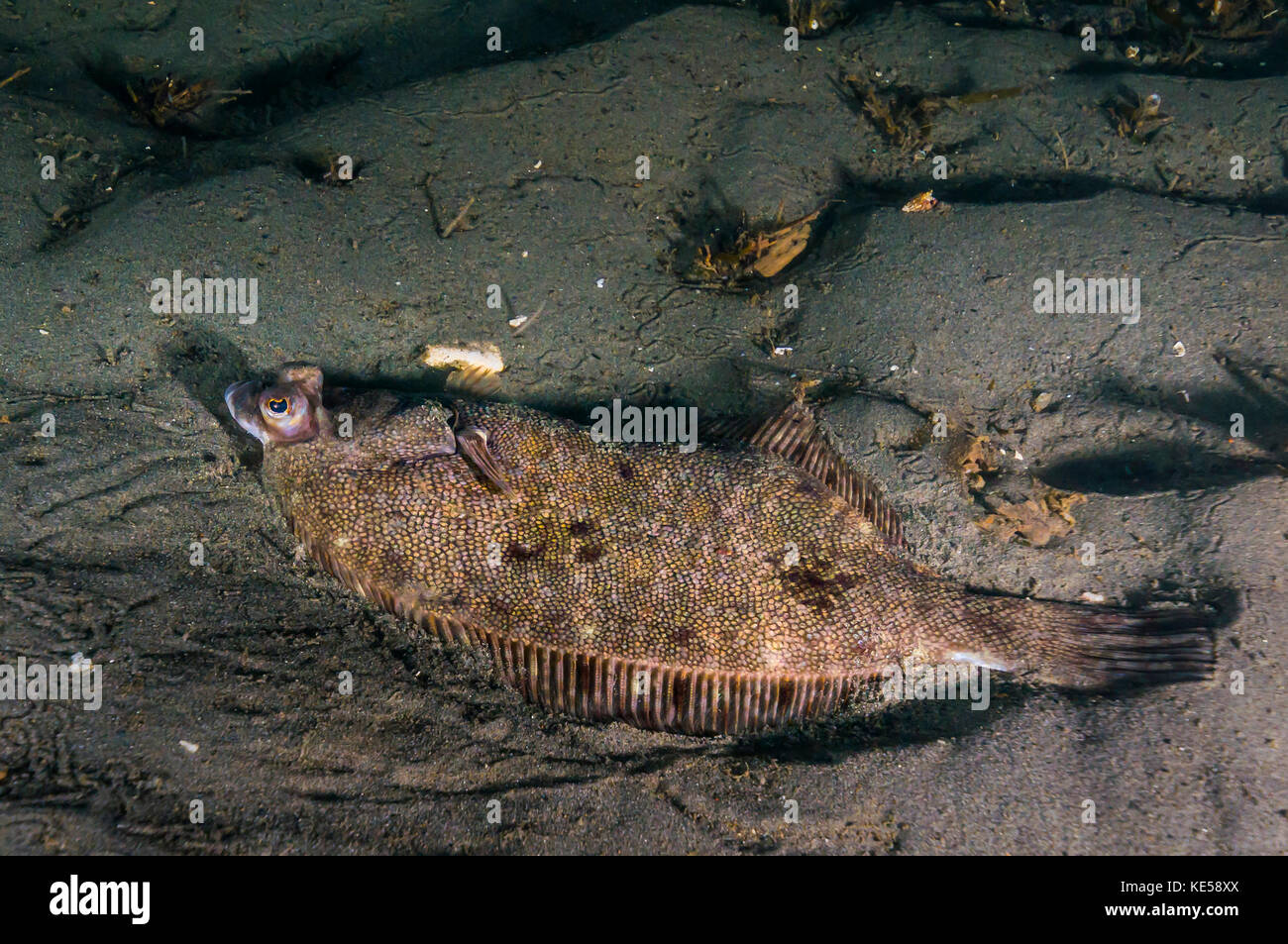 A speckled sanddab flounder, Puget Sound, Washington Stock Photo - Alamy