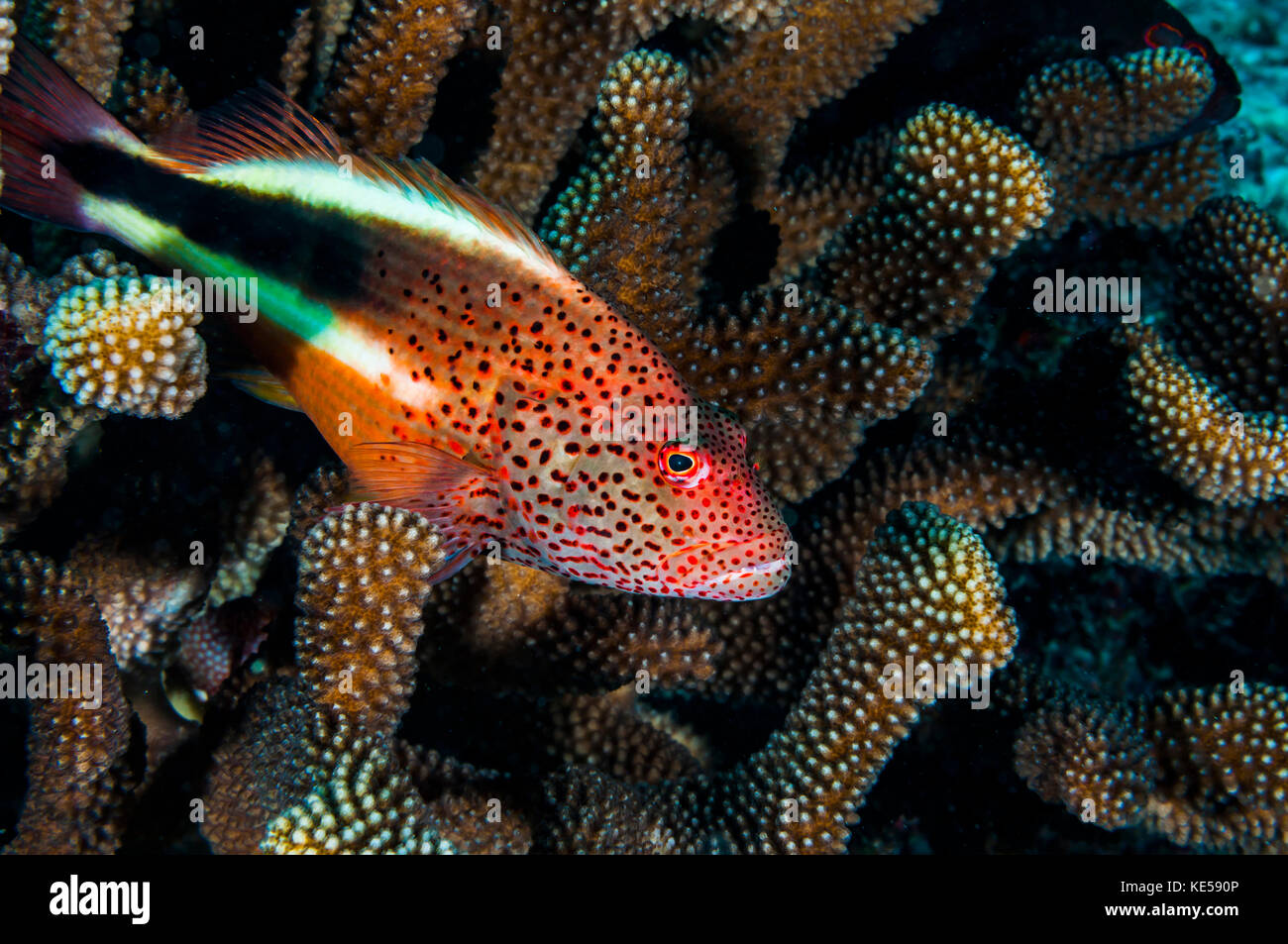 Coral grouper, Kona, Hawaii Stock Photo - Alamy