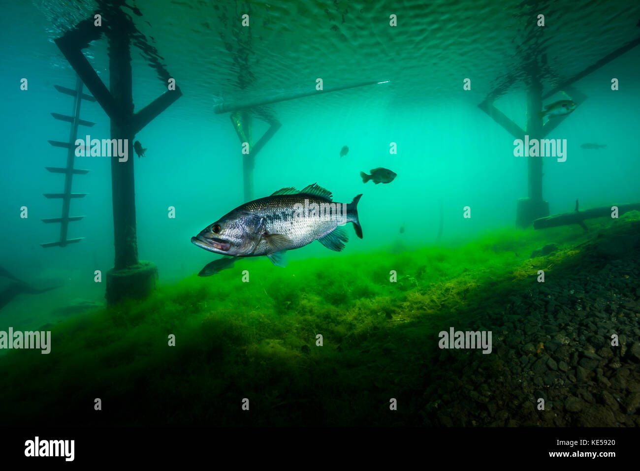 Dock underwater hi-res stock photography and images - Alamy