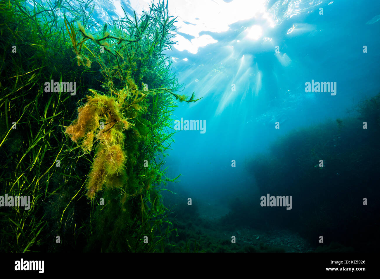 Vegetation grows in Barton Springs in Austin, Texas Stock Photo - Alamy