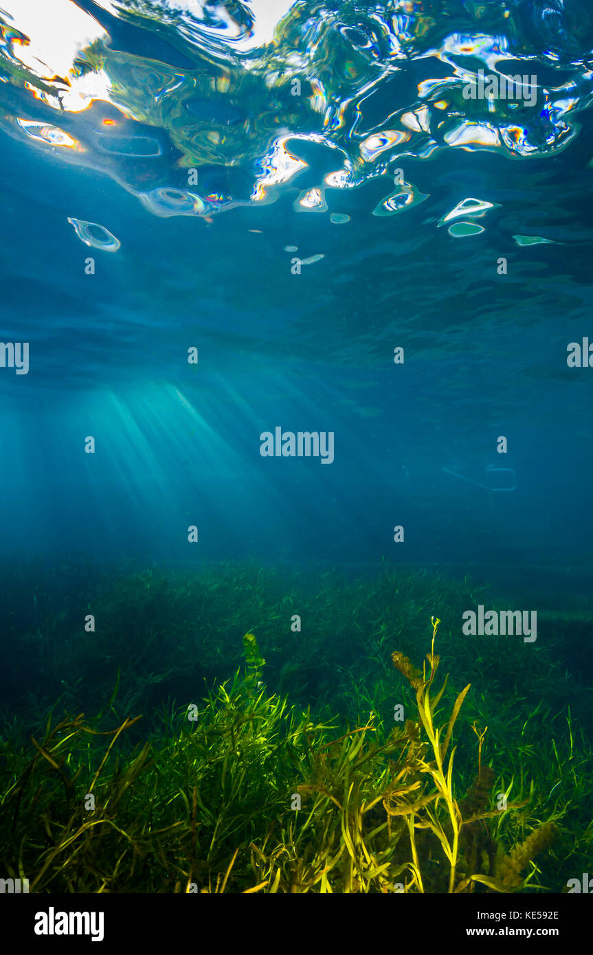 Vegetation grows in Barton Springs in Austin, Texas Stock Photo - Alamy