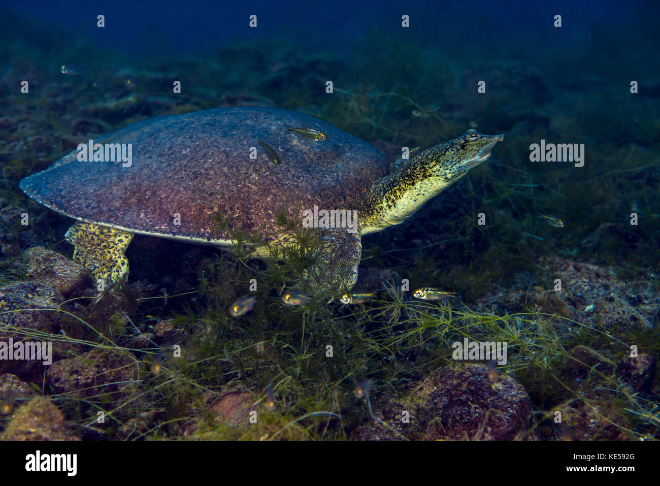 Softshell turtles inhabit Balmorhea Springs in west Texas Stock Photo ...