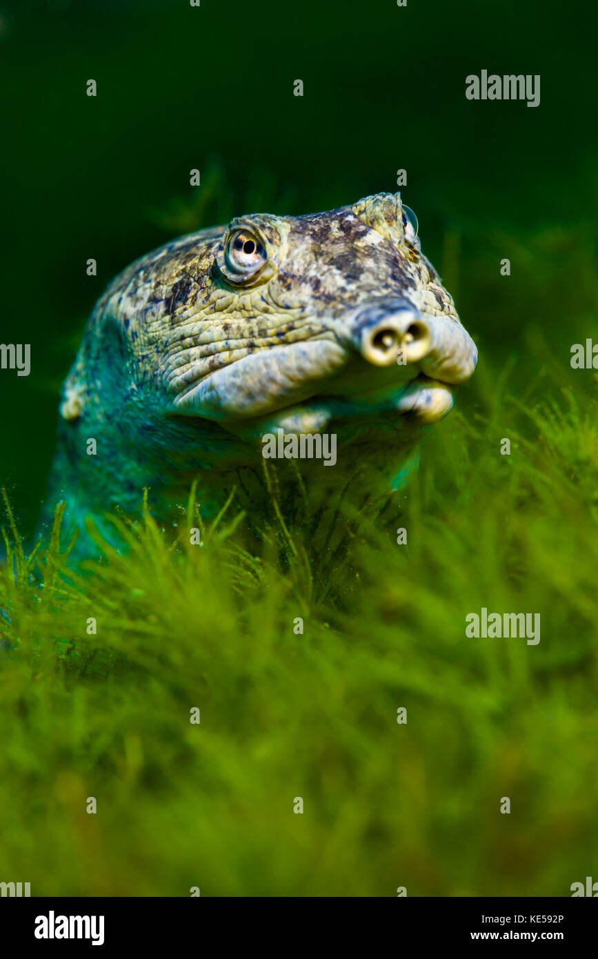 Softshell turtles inhabit Balmorhea Springs in west Texas Stock Photo ...