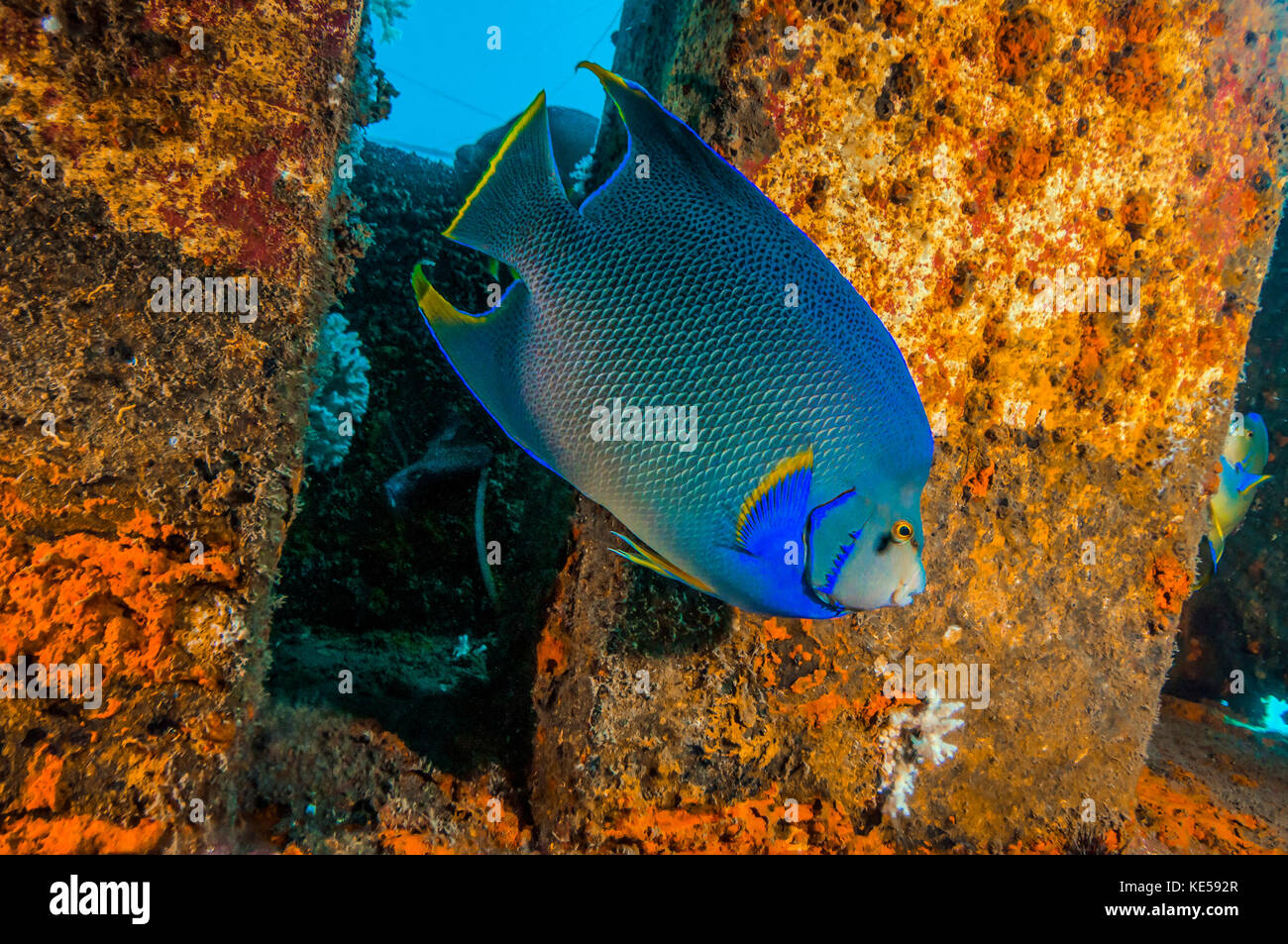 Blue angelfish swim throughout the USTS Texas Clipper shipwreck Stock ...