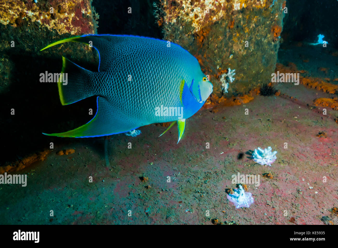Texas clipper shipwreck hi-res stock photography and images - Alamy