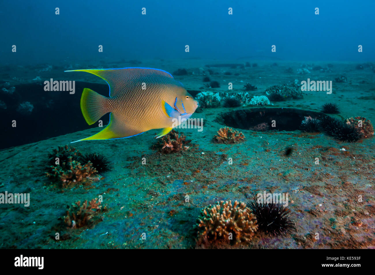 Usts texas clipper hi-res stock photography and images - Alamy