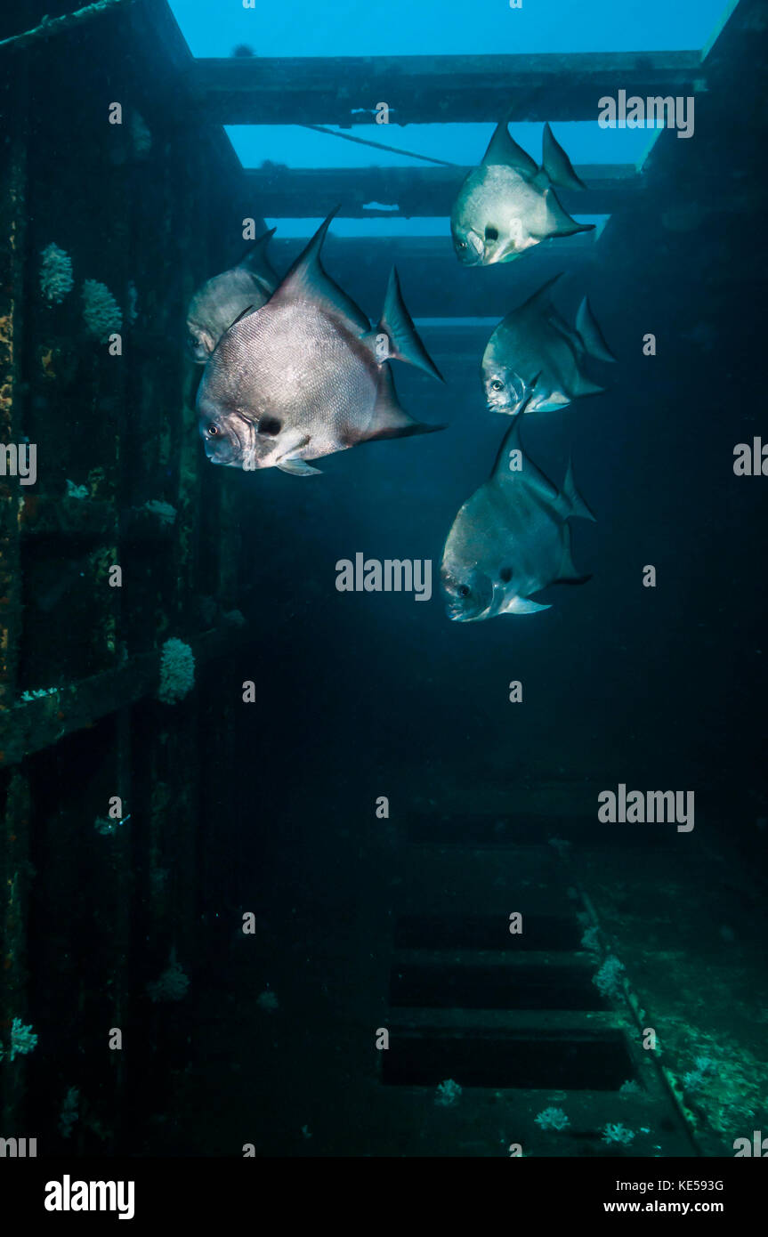 Usts Texas Clipper High Resolution Stock Photography and Images - Alamy