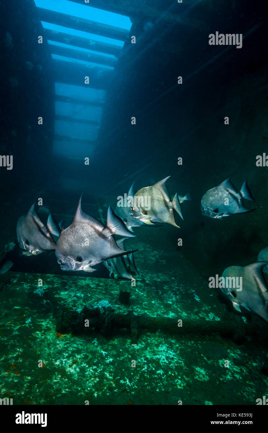 Usts Texas Clipper High Resolution Stock Photography and Images - Alamy