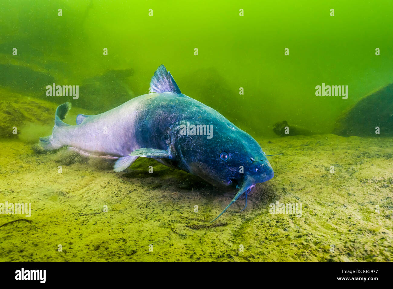 Blue catfish hi-res stock photography and images - Alamy