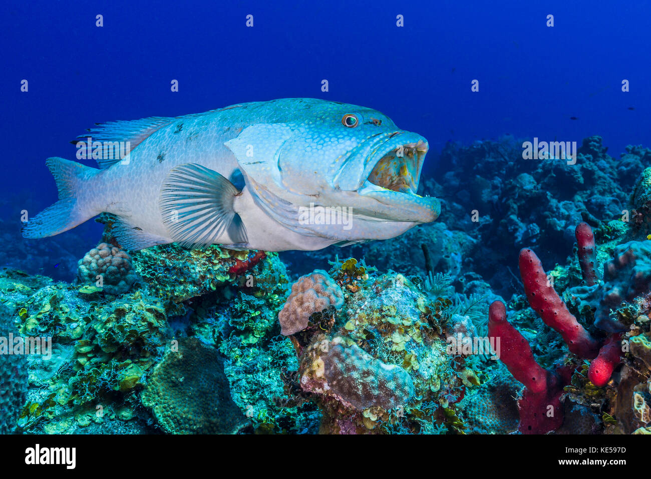 Grouper mouth hi-res stock photography and images - Alamy