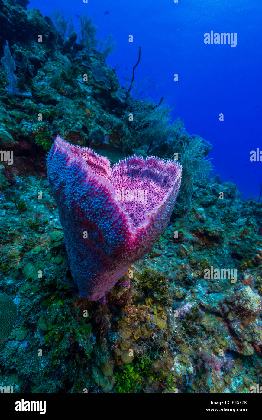 Spong hi-res stock photography and images - Alamy