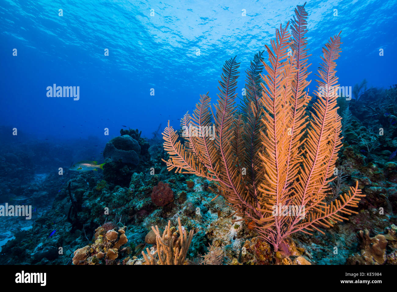 Reefscape on Grand Cayman, Cayman Islands Stock Photo - Alamy