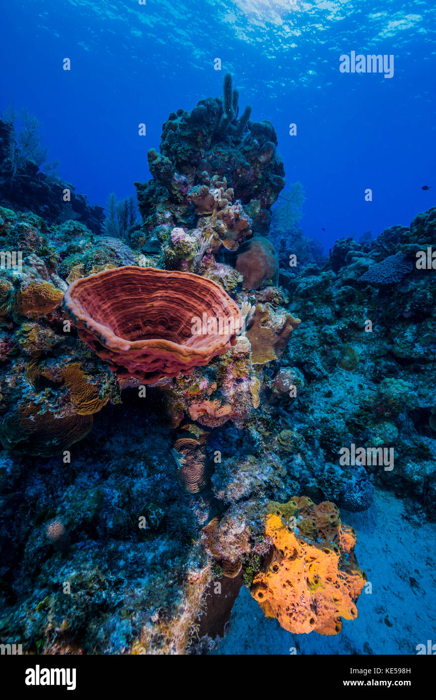 Reefscape on Grand Cayman, Cayman Islands Stock Photo - Alamy