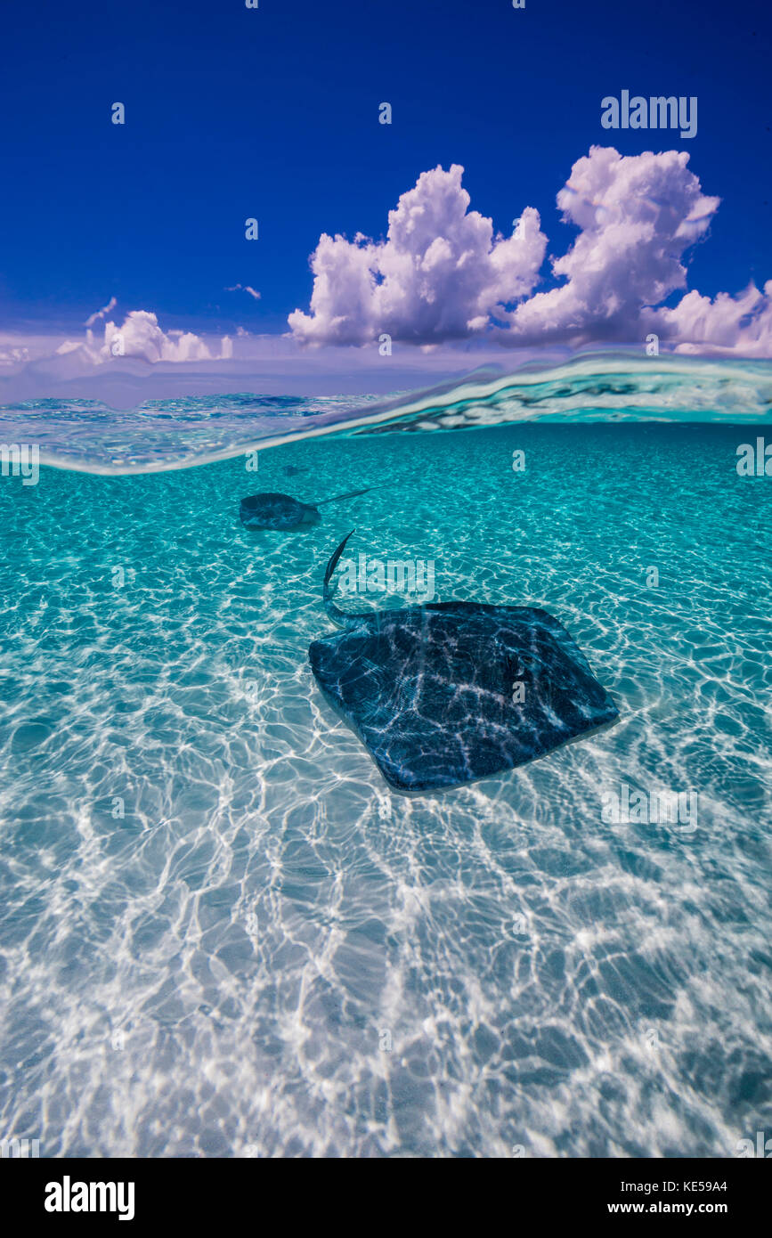 Stingray sandbar cayman islands hi-res stock photography and images - Alamy