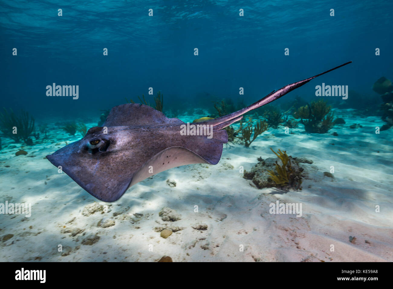 Stingrays underwater hi-res stock photography and images - Alamy