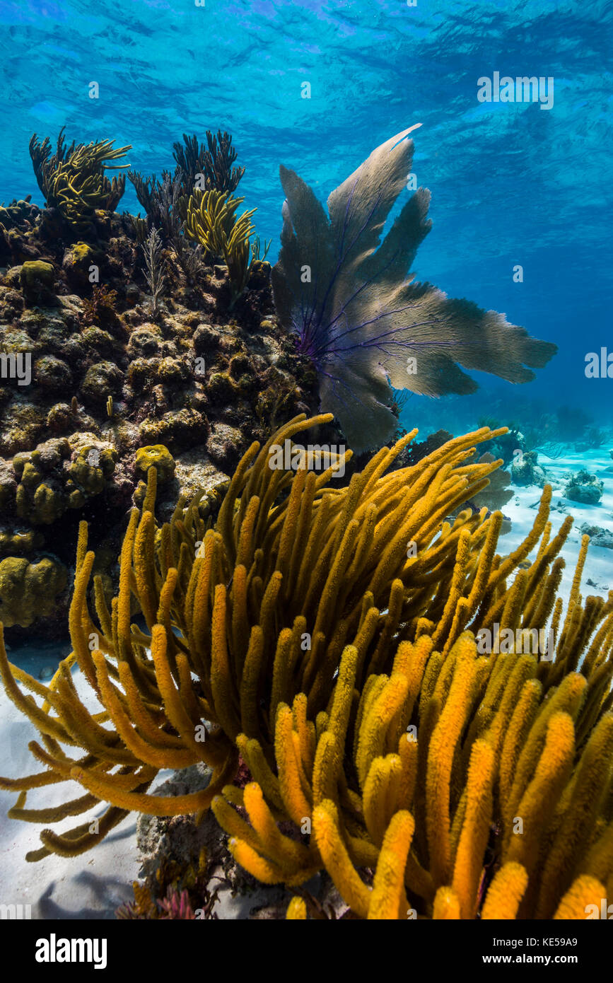 Coral reef in Grand Cayman, Cayman Islands Stock Photo - Alamy