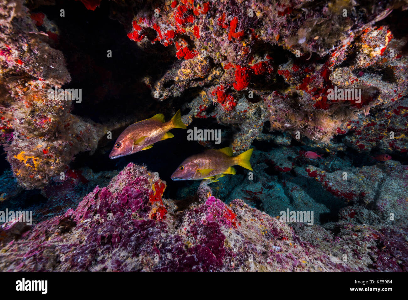 Red snapper swimming through a grotto in Grand Cayman, Cayman Islands ...
