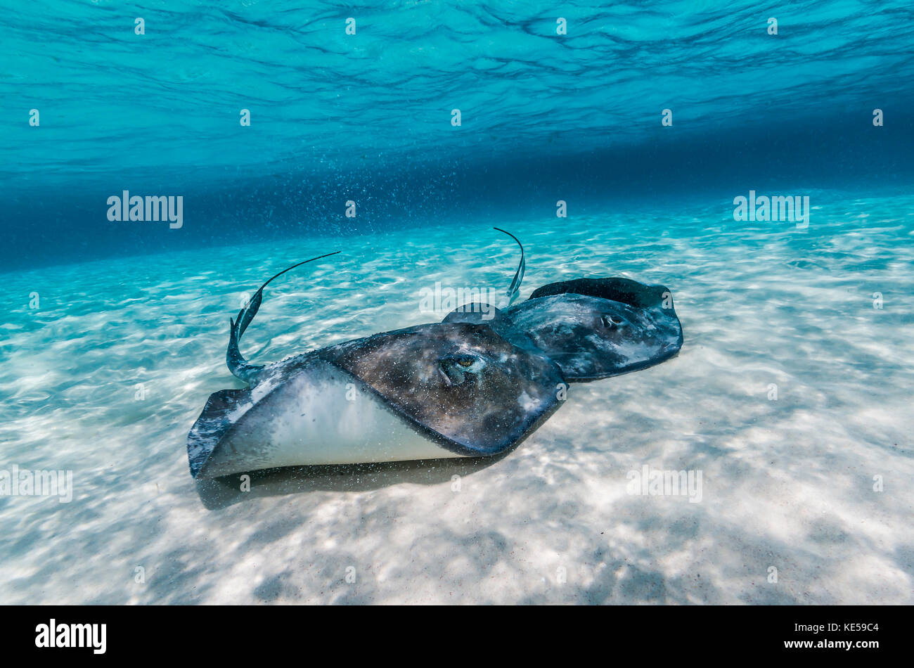 Southern stingrays on sandbar hi-res stock photography and images - Alamy