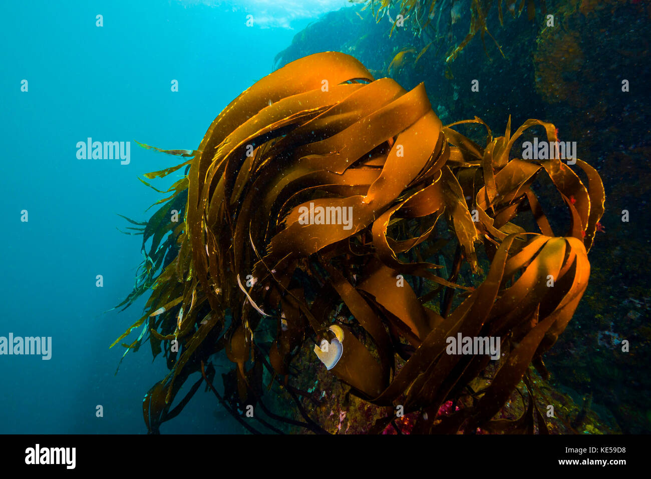 A giant kelp outcropping grows on Marys Pinnacle in Resurrection Bay ...