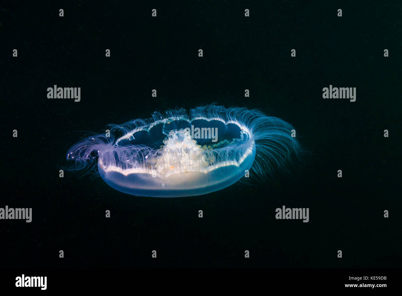 Moon jellyfish ocean people hi-res stock photography and images - Alamy
