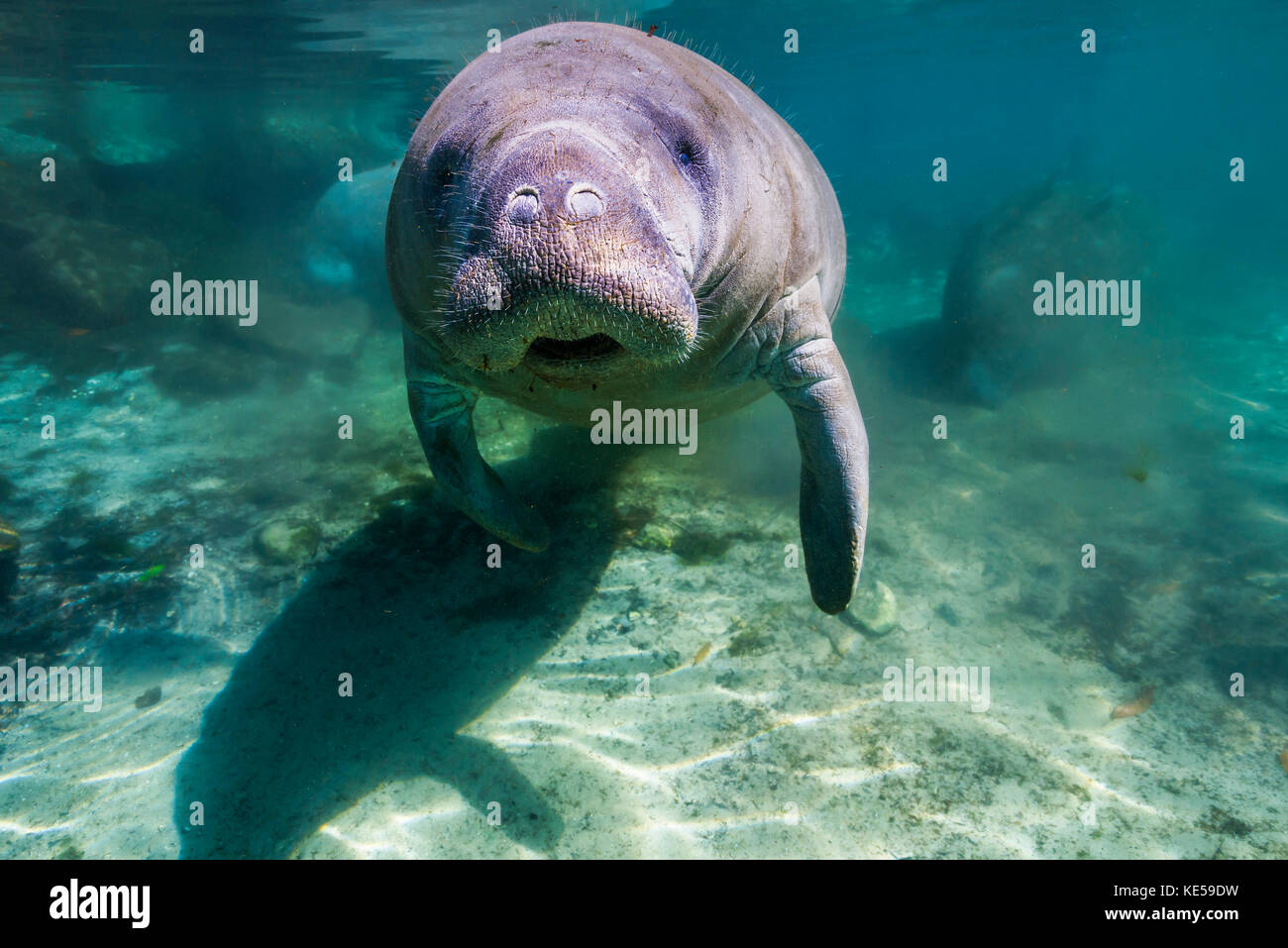 Manatee in Crystal River, Florida Stock Photo - Alamy