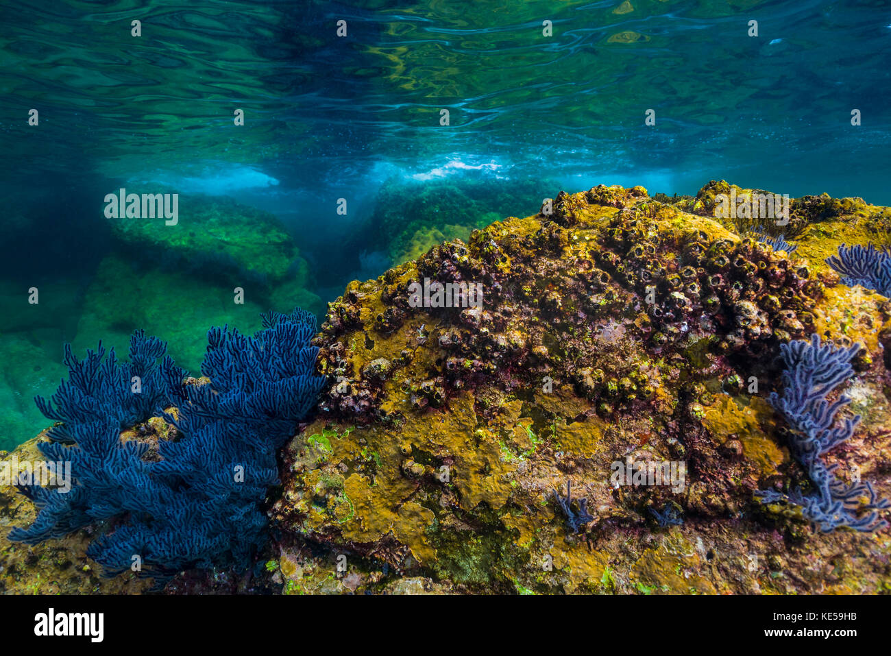 Reef growth on rocks hi-res stock photography and images - Alamy