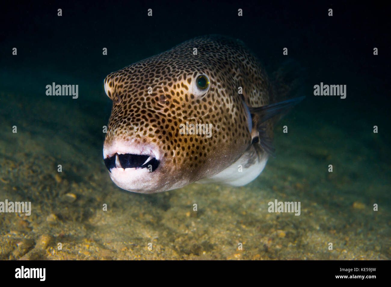 Starry puffer in Tioman Island, Malaysia Stock Photo - Alamy