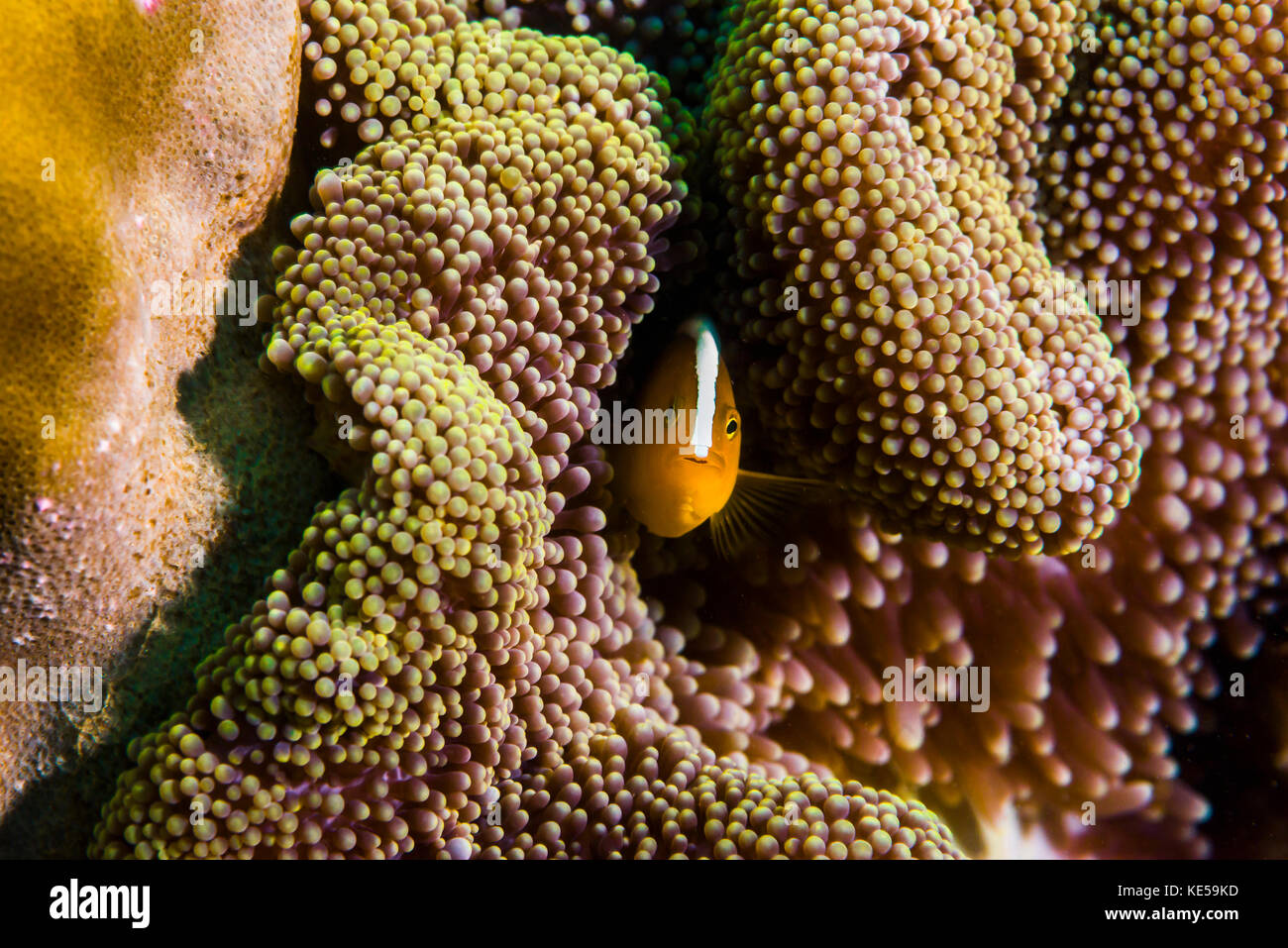 Orange anemonefish in Tioman Island, Malaysia Stock Photo - Alamy