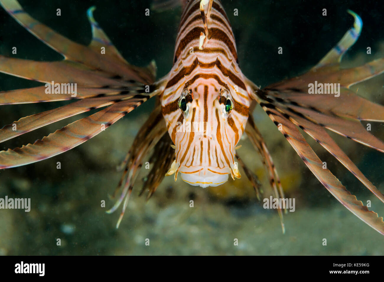 Red lionfish in Malaysia Stock Photo - Alamy