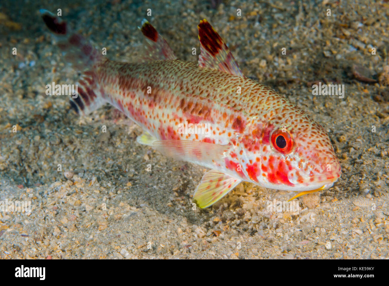 Spotted goatfish hi-res stock photography and images - Alamy