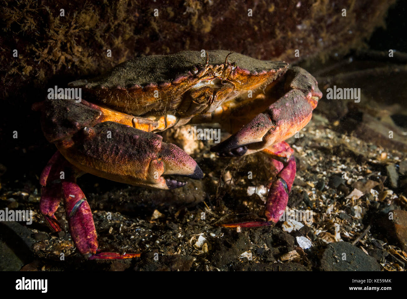 Rock crab in the Hood Canal, Puget Sound, Washington Stock Photo - Alamy