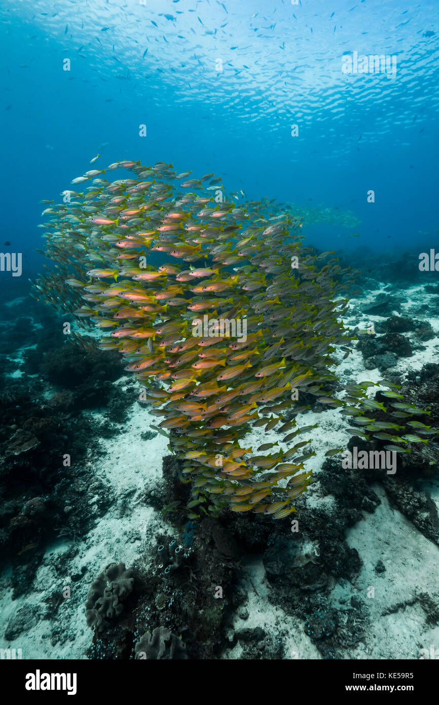 Golden-lined snapper in Raja Ampat, Indonesia Stock Photo - Alamy