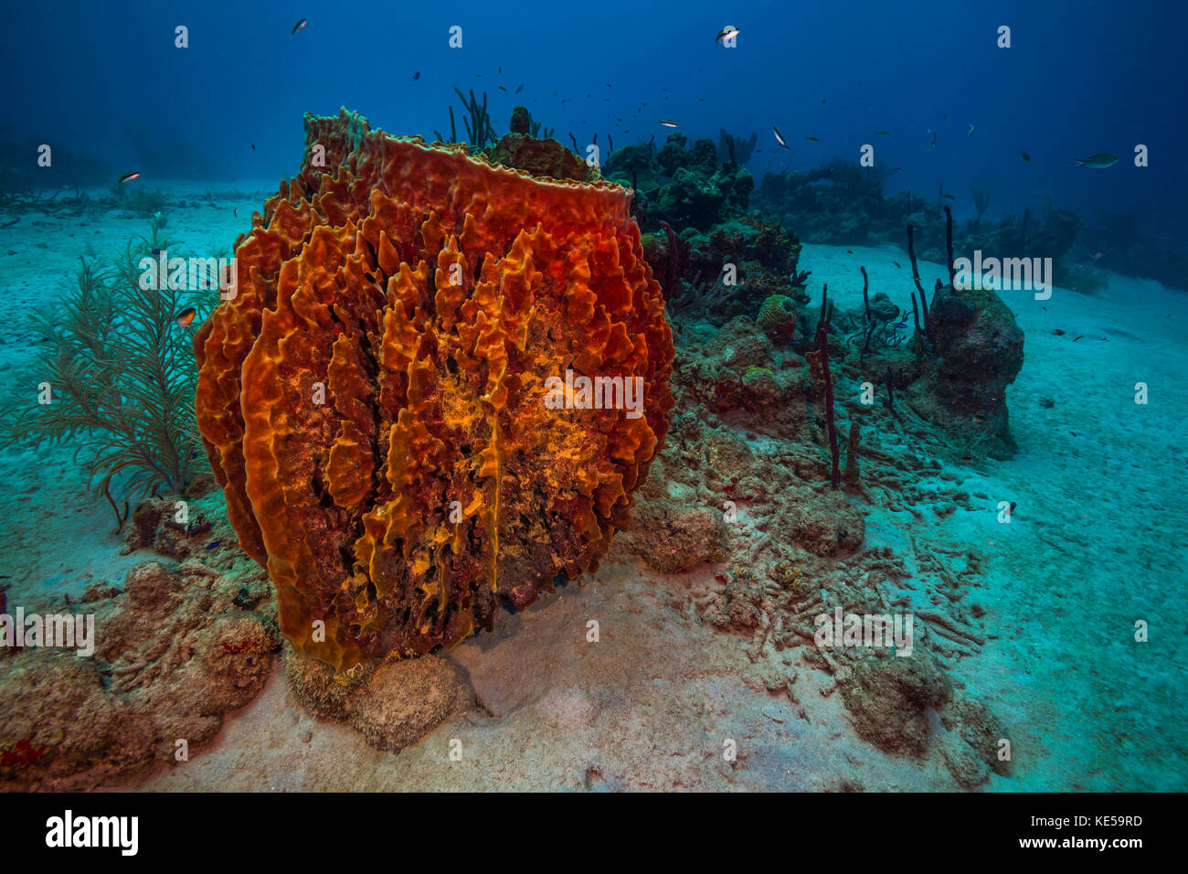 Coral reef in St. Croix, U.S. Virgin Islands Stock Photo - Alamy