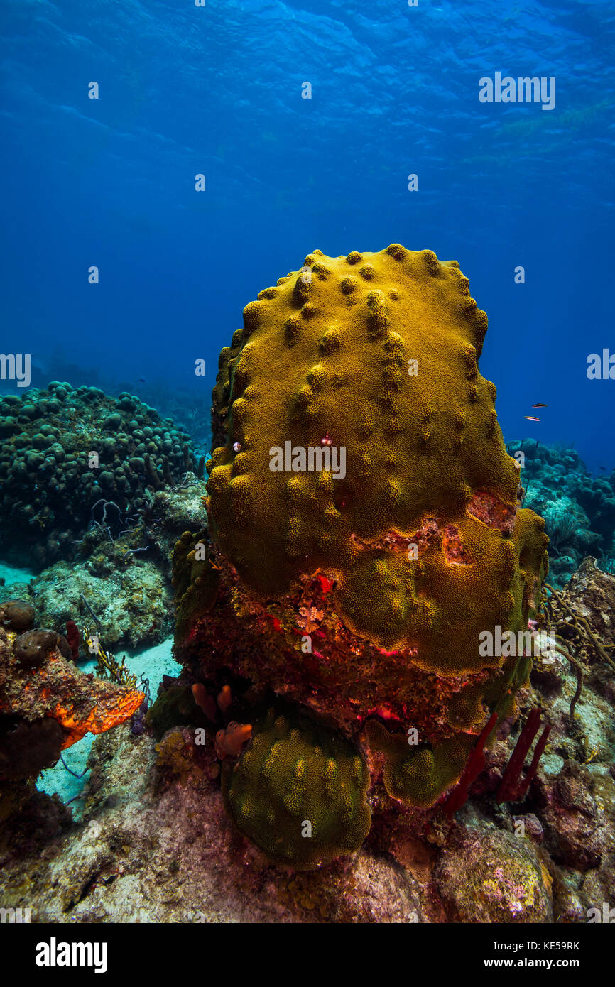 Coral reef in St. Croix, U.S. Virgin Islands Stock Photo - Alamy