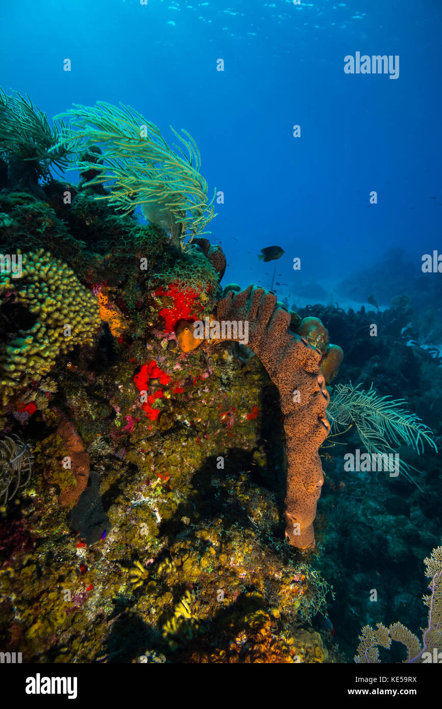 Coral reef in St. Croix, U.S. Virgin Islands Stock Photo - Alamy