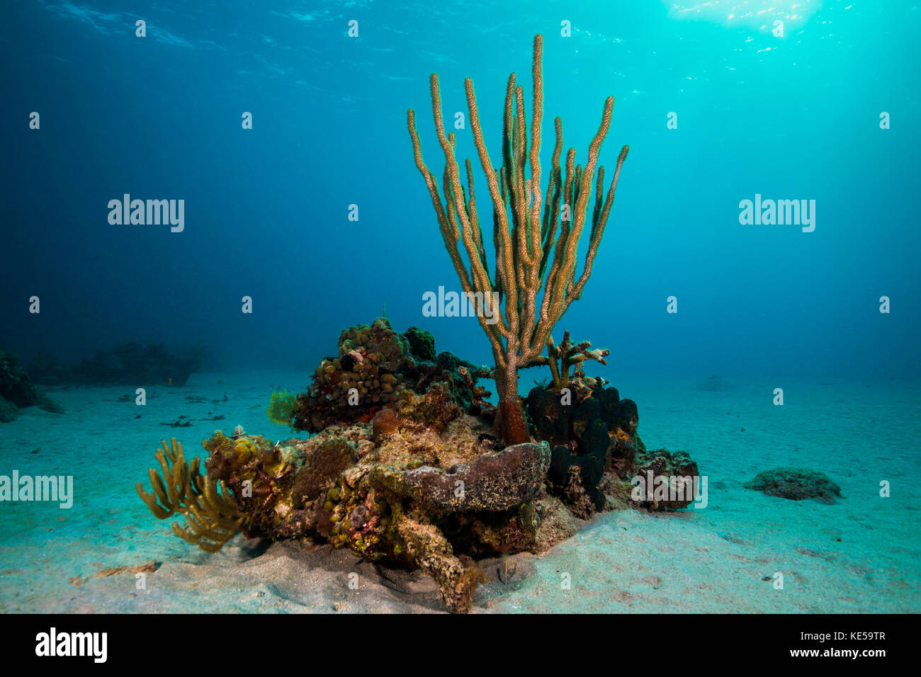 Coral reef in St. Croix, U.S. Virgin Islands, Caribbean Stock Photo - Alamy