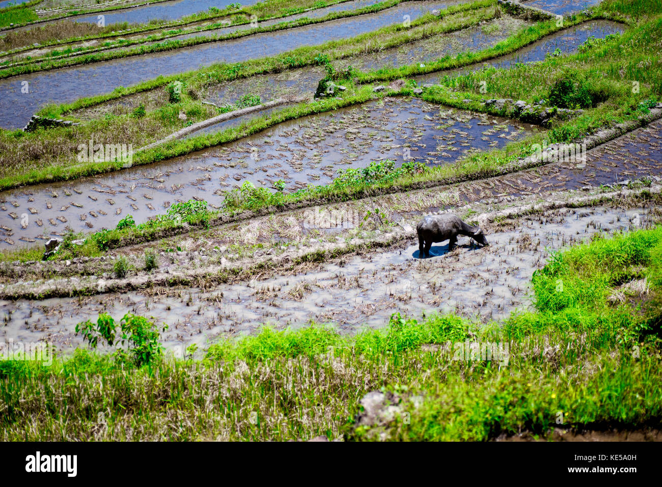 Batad Rice terraces, Banaue, Ifugao, Philippines Stock Photo - Alamy