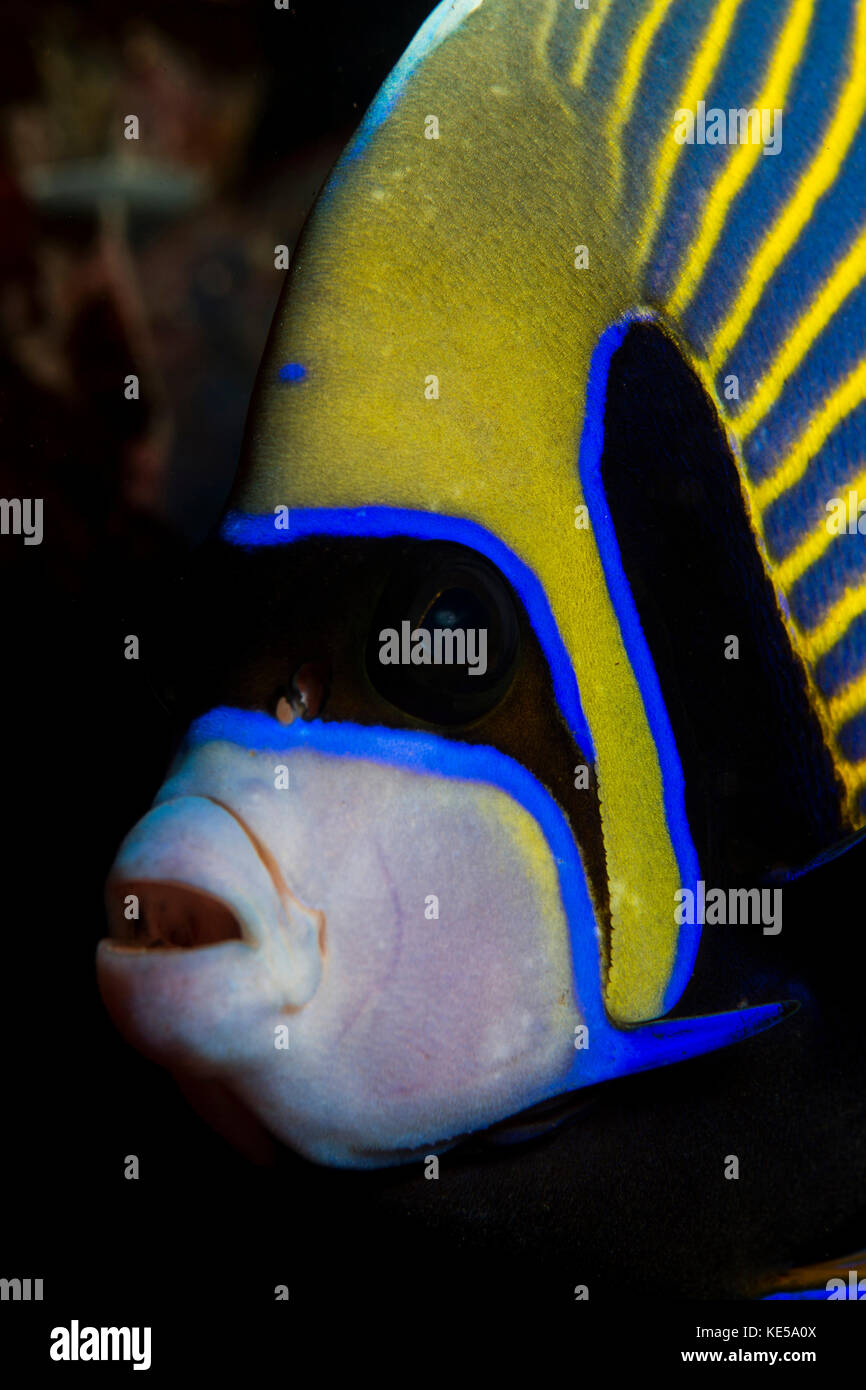 Portrait of an emperor angelfish Stock Photo - Alamy