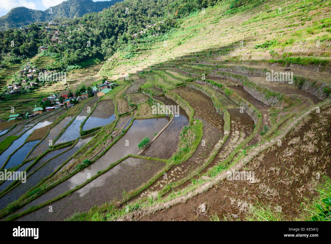 Batad Rice terraces, Banaue, Ifugao, Philippines Stock Photo - Alamy