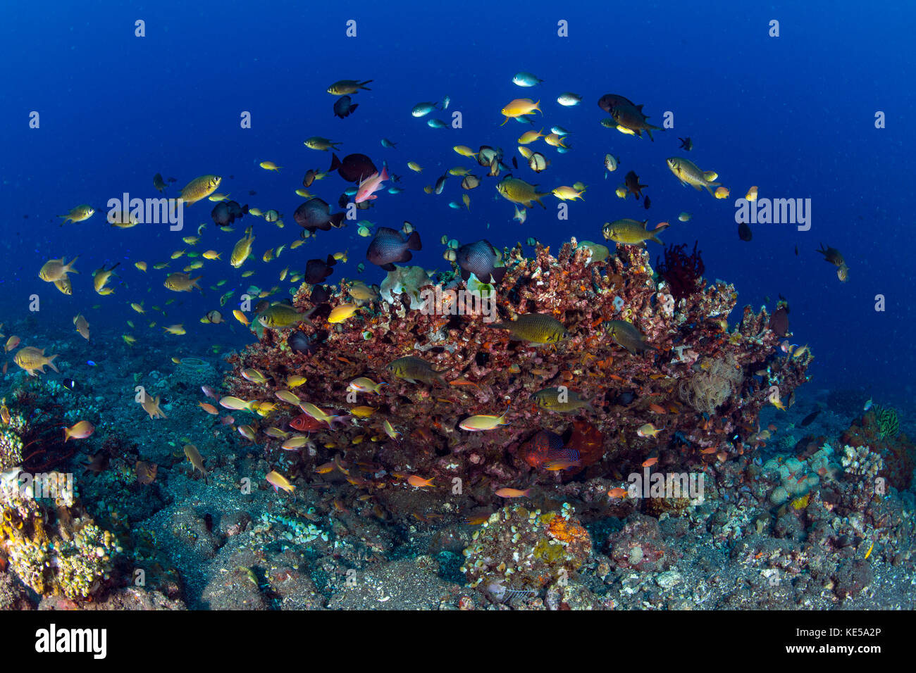 School of green chromis fish over a coral head in Tulamben, Bali ...